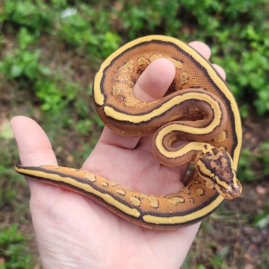Spark Specter Ball Python by Twisted Creature Reptiles