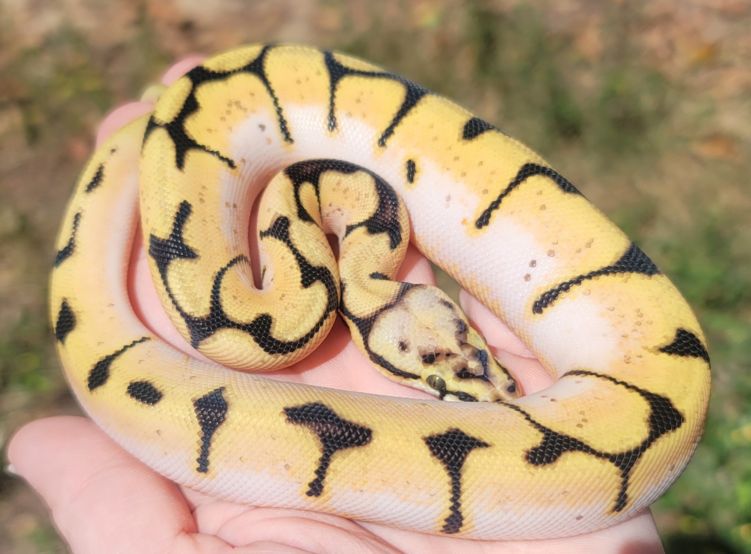 OD YB Bumblebee Ball Python by Twisted Creature Reptiles - MorphMarket