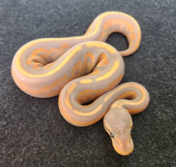 Banana Black Pastel Ball Python by Twisted Creature Reptiles - MorphMarket