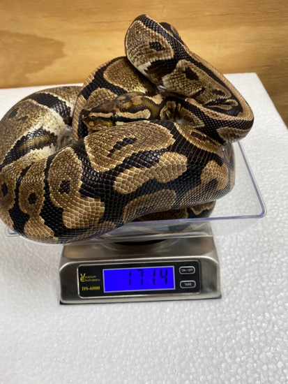 Spot Nose Ball Python by TCREPTILES