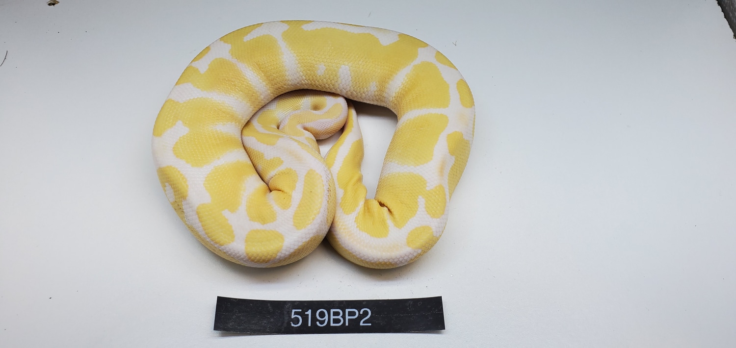 Albino Double Het Snow Double Het Axanthic Ball Python by Tropic Cove ...