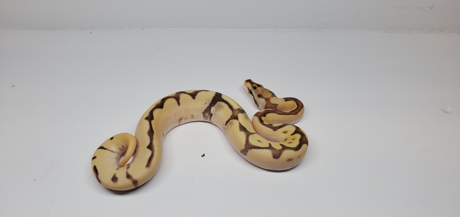 Orange Dream Bumble Bee Pos. Paradox Ball Python by Tropic Cove Pet Store - MorphMarket