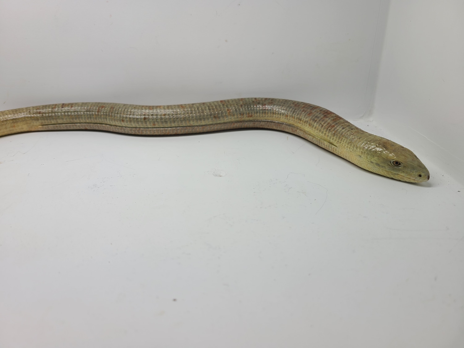 Russian Legless Lizard More Lizard by Tropic Cove Pet Store - MorphMarket