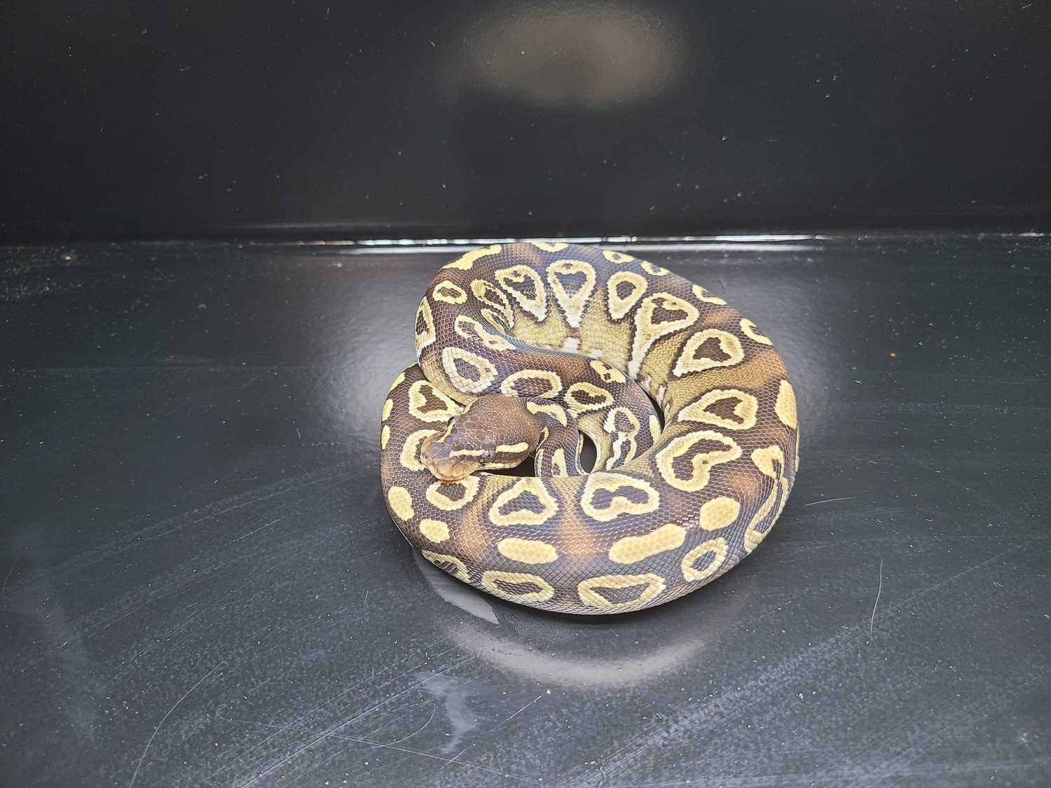 Mojave Trick Ball Python by Tropic Cove Pet Store - MorphMarket