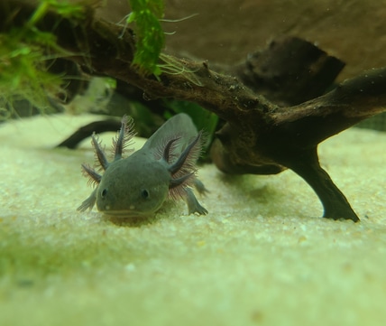 Melanoid Axolotl by Axolotls NYC - MorphMarket