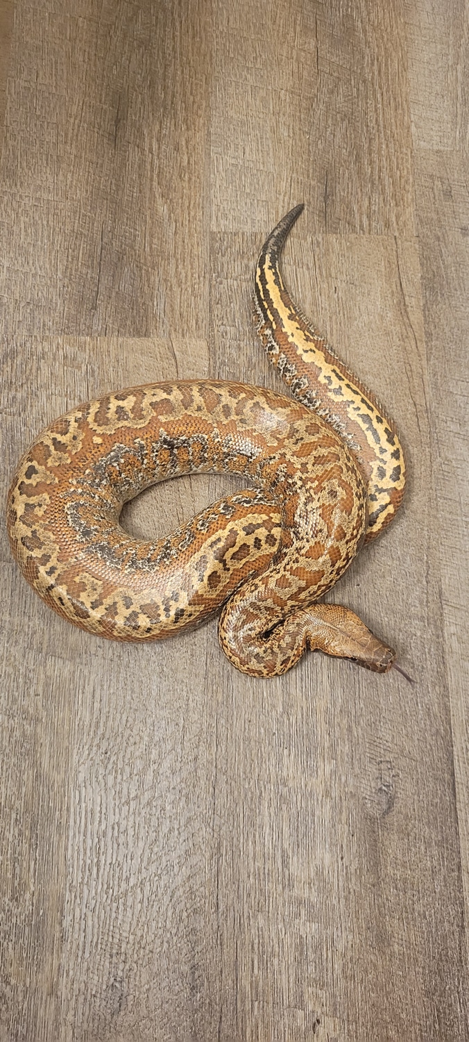 Batik Het T-pos Male Blood Python by Blood Moon Morphs - MorphMarket