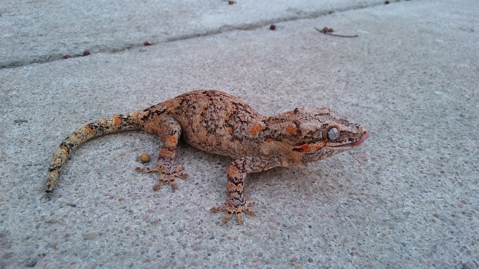 Female Orange Blotch Gargoyle Gecko by TCX Geckos - MorphMarket