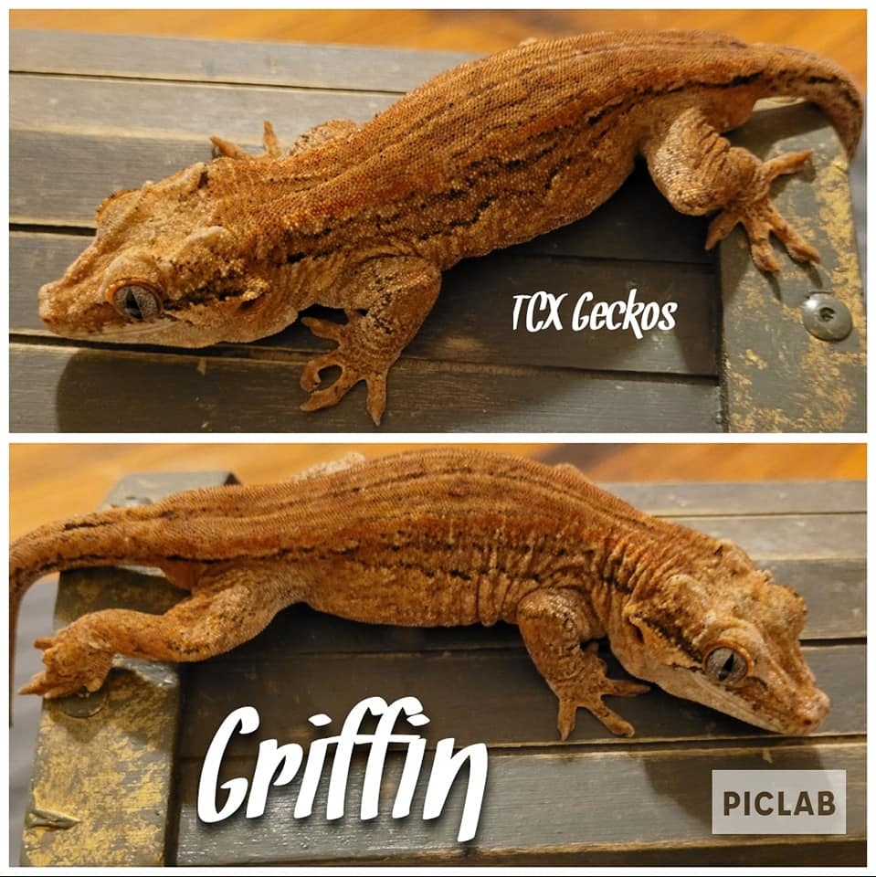 Male Stripe Gargoyle Gecko by TCX Geckos - MorphMarket