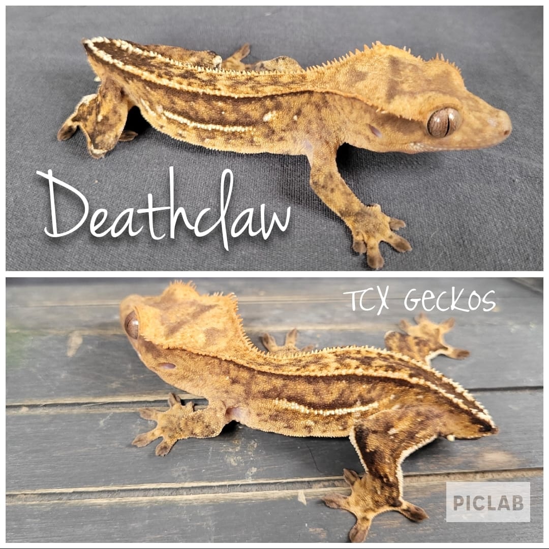 TCX Geckos's Collection - MorphMarket