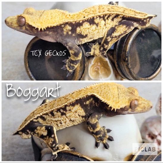 Male Extreme Harley Pin Crested Gecko by TCX Geckos