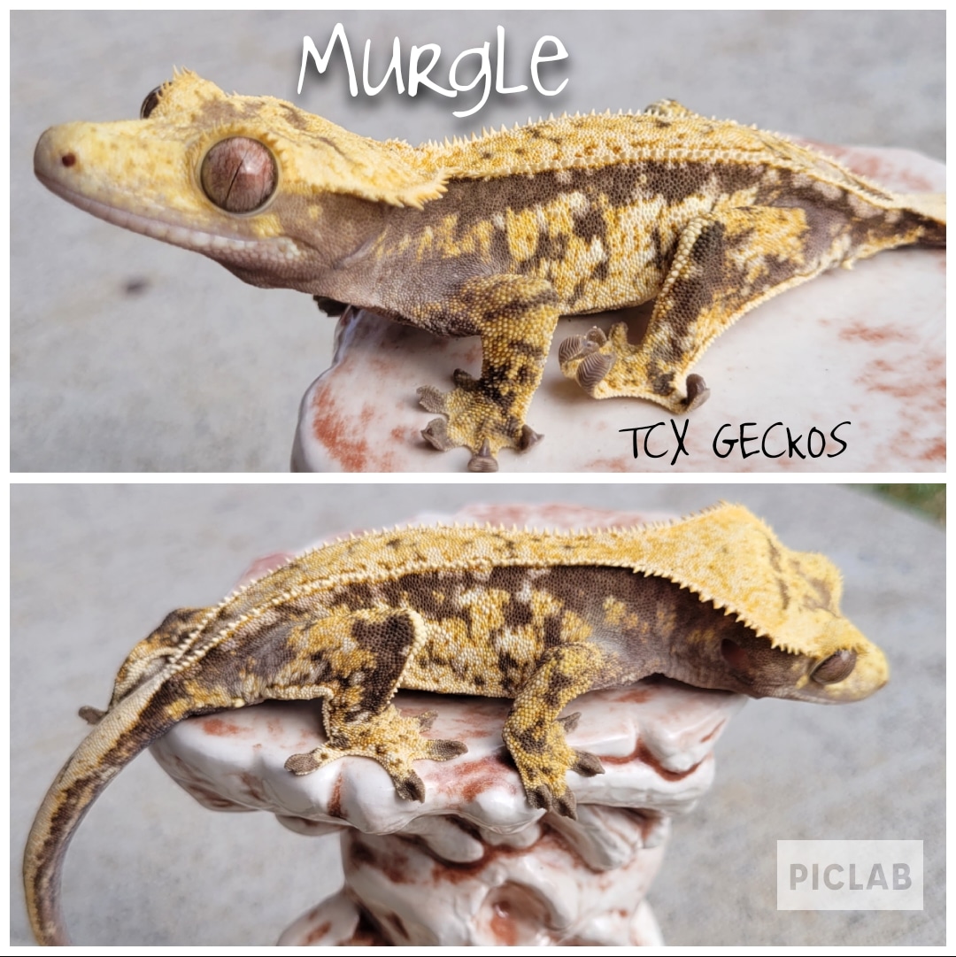 Drippy Tri Harley Npv Crested Gecko by TCX Geckos - MorphMarket
