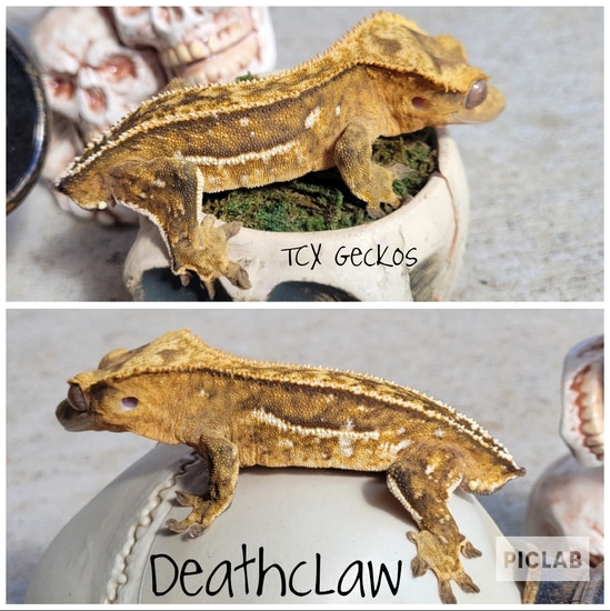 Quad Stripe Male Crested Gecko by TCX Geckos