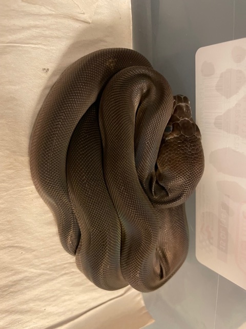 Golden Child Motley Phantom Reticulated Python by Dnt Retics - MorphMarket