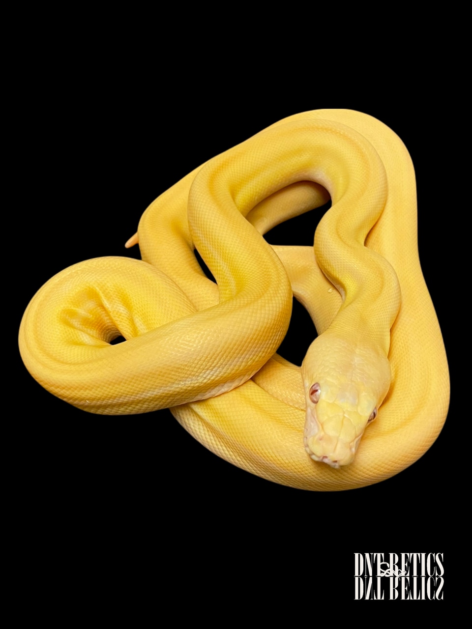 Albino Titanium Super Tiger Reticulated Python by Dnt Retics - MorphMarket