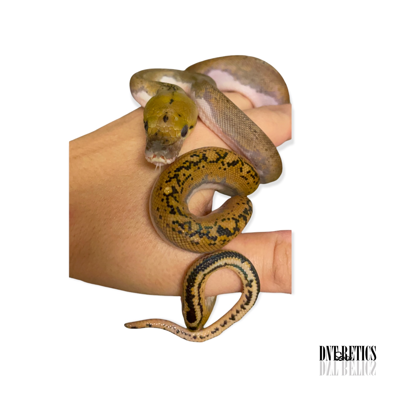 2021 Pied Het Albino Reticulated Python by Dnt Retics - MorphMarket