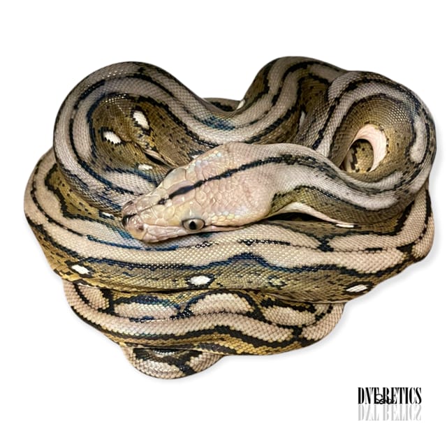 Motley Tiger Het Albino Or Pied Reticulated Python by Dnt Retics ...