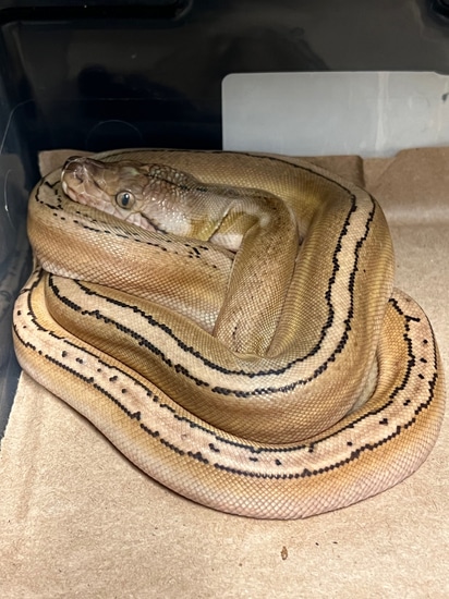 Platinum Sunfire Phantom Motley Reticulated Python by DNT RETICS