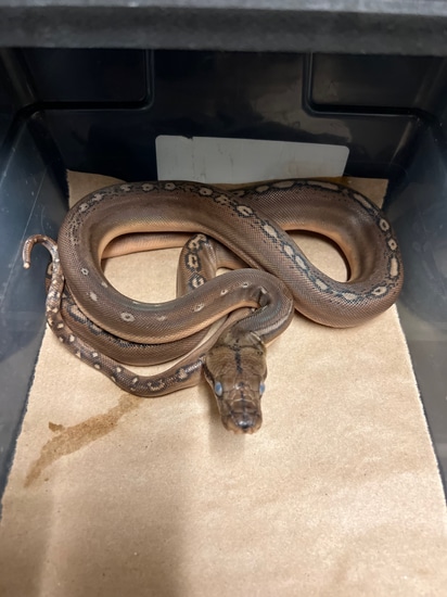 Phantom Motley Reticulated Python by DNT RETICS