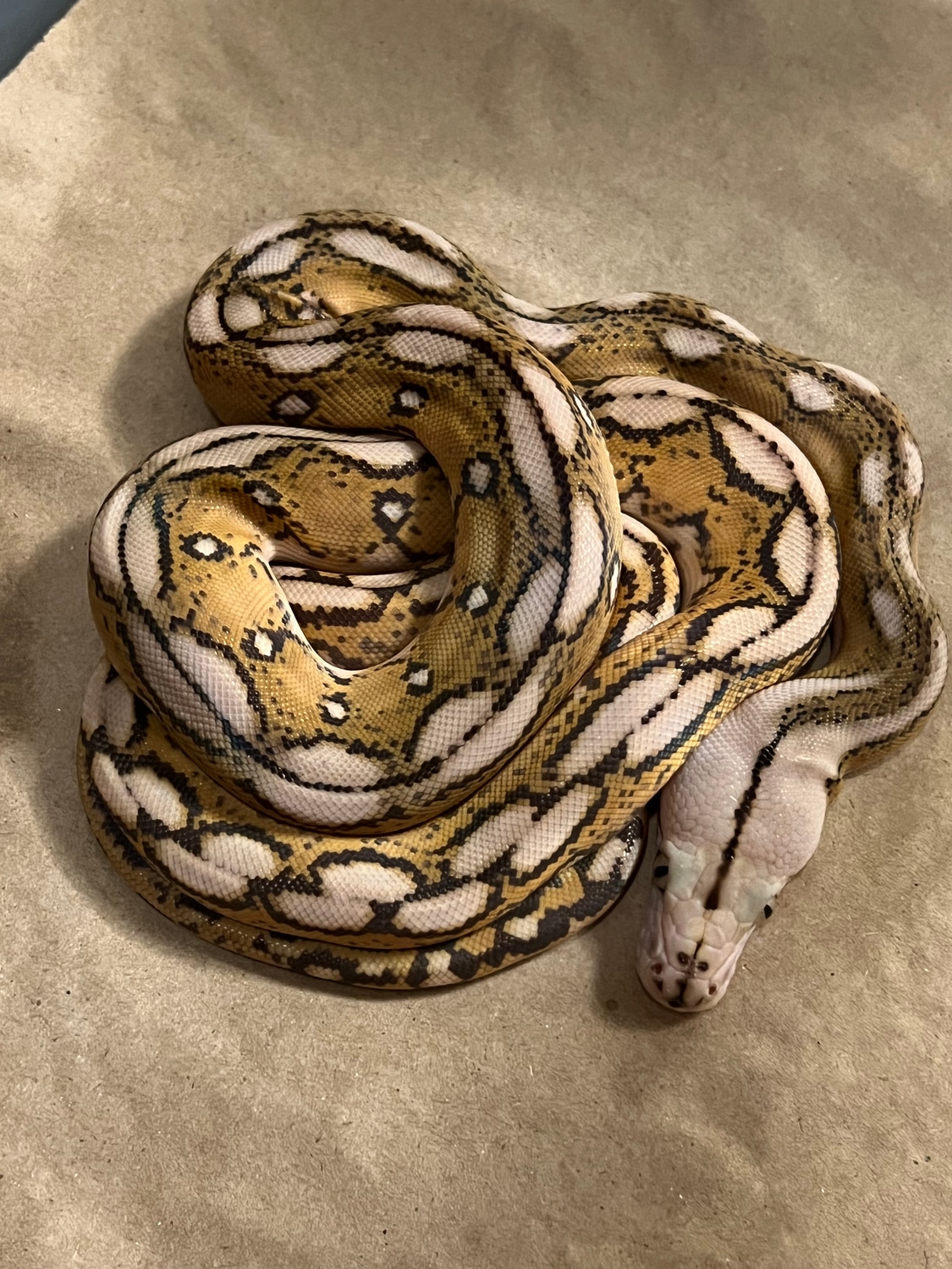 Motley Tiger Het Pied Reticulated Python by Dnt Retics - MorphMarket