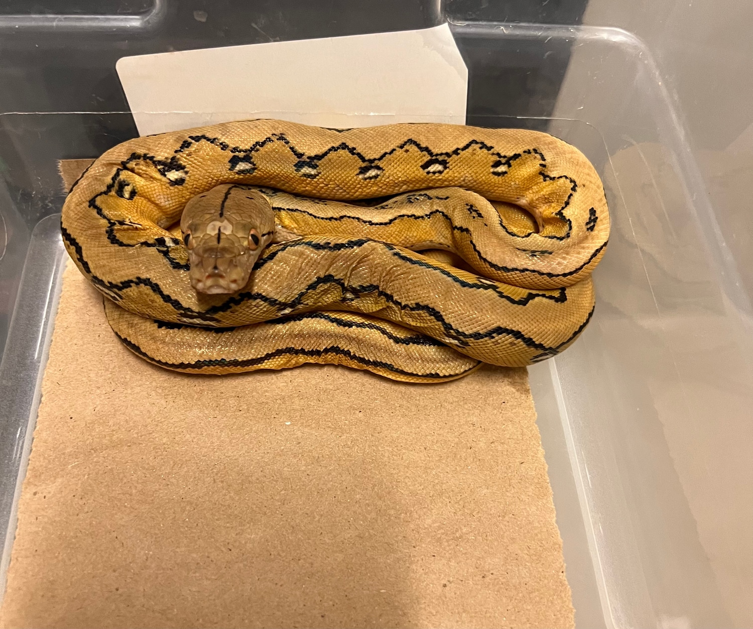 Platinum Super Sunfire Reticulated Python by Dnt Retics - MorphMarket