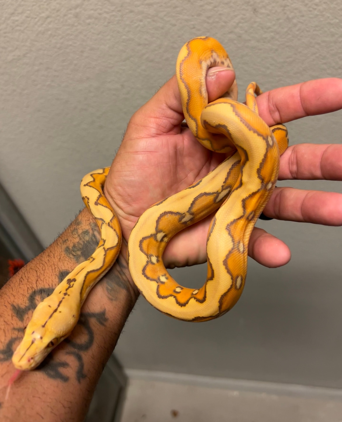 1.0 Orange Glow Sunfire Reticulated Python by Dnt Retics - MorphMarket