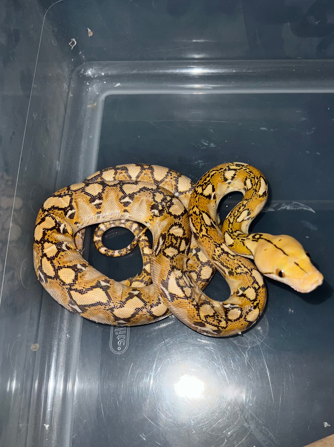 Mochino Reticulated Python by Dnt Retics - MorphMarket