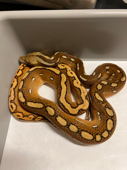 PRICE DROP!!! Orange Ghost Stripe Het Purple Reticulated Python by Dnt ...