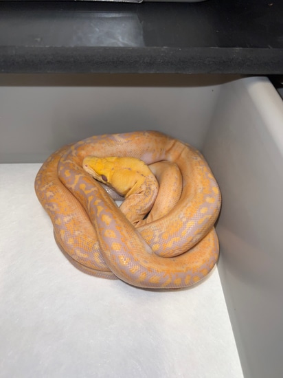 Lavender Pied (Low White) Reticulated Python by DNT RETICS