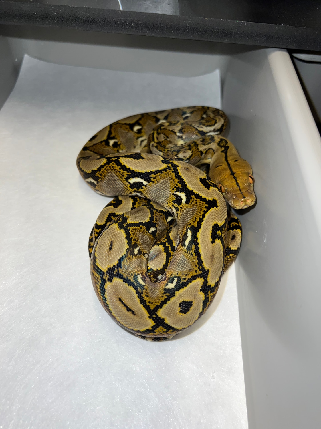 Normal Het Pied Reticulated Python by Dnt Retics - MorphMarket