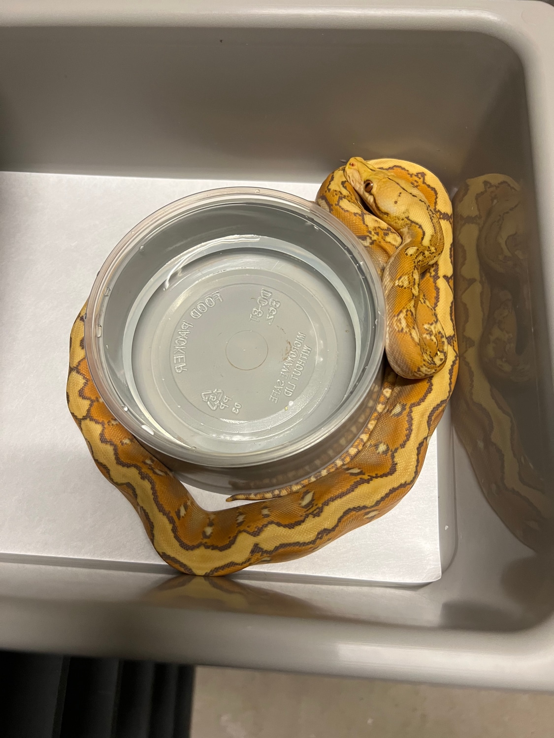 0.1 Orange Glow Phantom Reticulated Python by Dnt Retics - MorphMarket