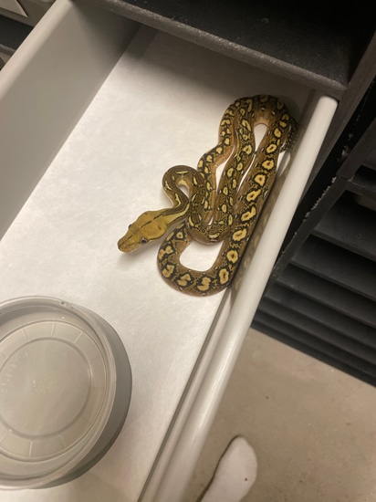 Phantom Het Purple Reticulated Python by DNT RETICS