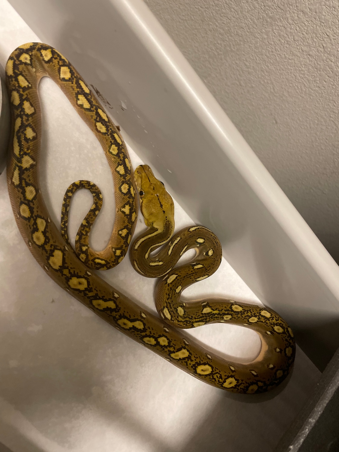Phantom Het Purple Reticulated Python by Dnt Retics - MorphMarket