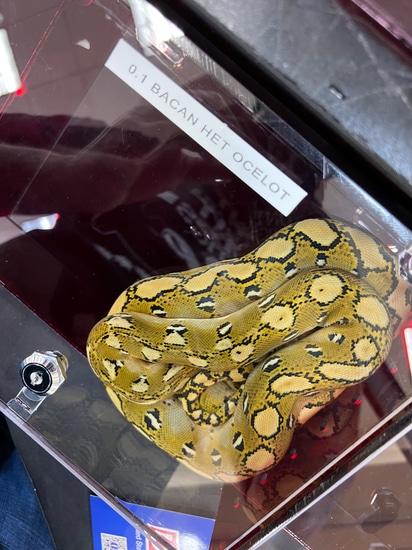 Bacan Het Ocelot Reticulated Python By Dnt Retics