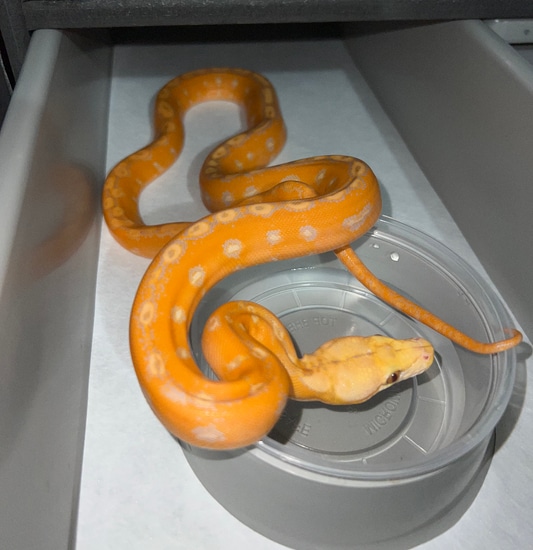 Purple Ogs Free Shipping Reticulated Python By Dnt Retics