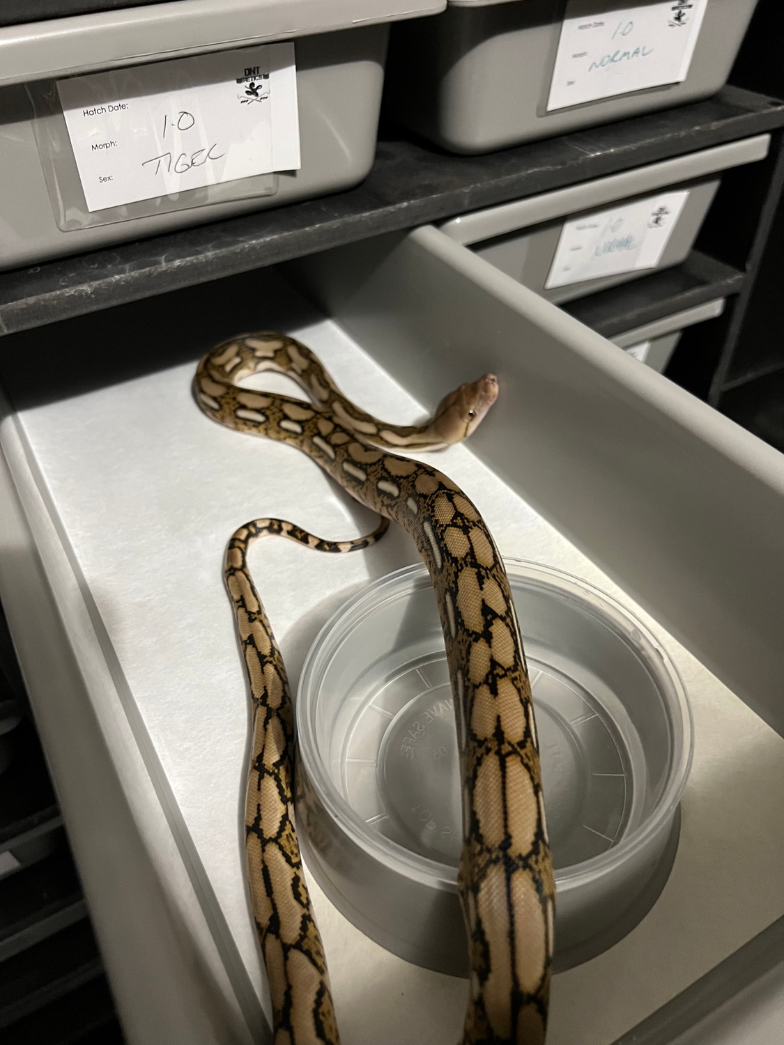 Tiger Dh Ogs/purple Reticulated Python by Dnt Retics - MorphMarket