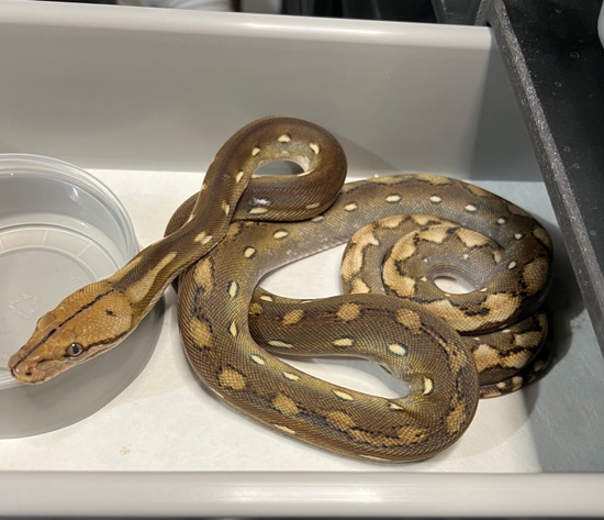 50% Kalatoa Phantom Reticulated Python by Dnt Retics