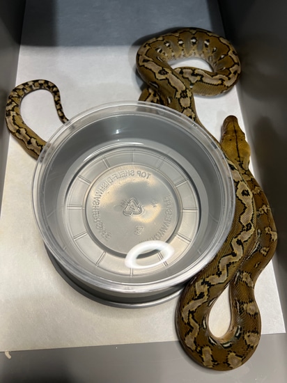 50% Selayer 12.5% Sd Marble Free Shipping Reticulated Python by DNT RETICS