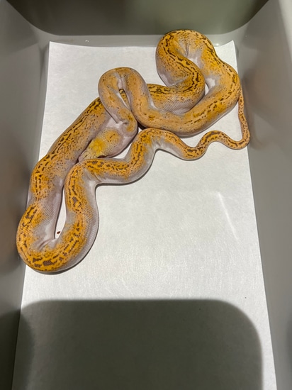 Orange Glow Pied Free Shipping Reticulated Python By Dnt Retics
