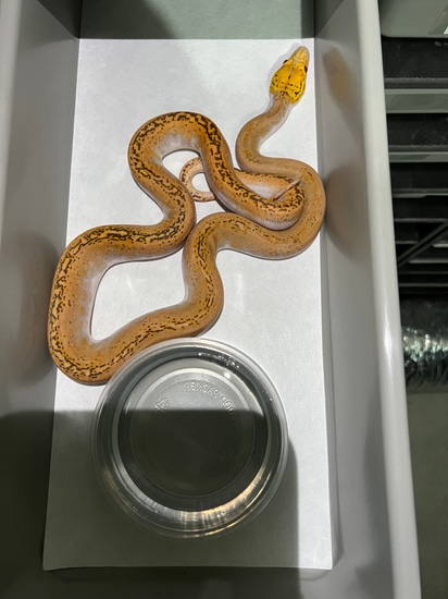 Orange Glow Pied Free Shipping Reticulated Python by DNT RETICS