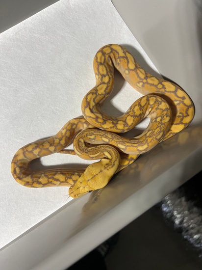 Orange Glow Phantom Reticulated Python by Dnt Retics