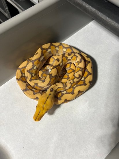 Orange Glow Reticulated Python by DNT RETICS