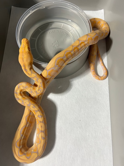 0.1 31.25% Kalatoa 12.5% Jampea Lavender Poss Het Anery FREE SHIPPING ...