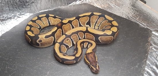 Normal Wild Type Ball Python by T D Exotics Wales