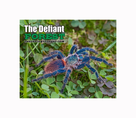Brazilian Blue Dwarf Beauty Tarantula, Dolichothele Diamantinensis ...