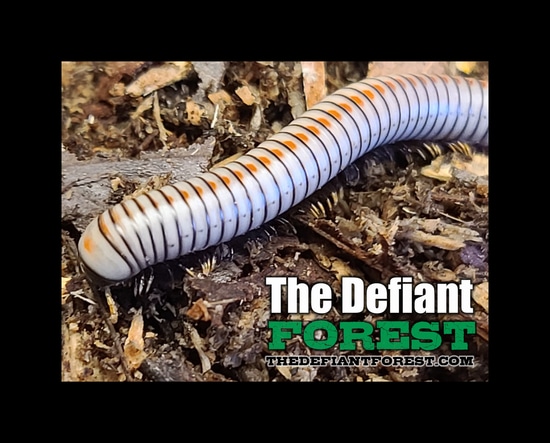 Orange Spotted White Tree Millipede, Anadenobolus Arboreus Gundlachi by ...