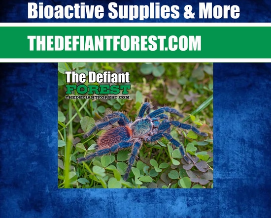 .75" - Brazilian Blue Dwarf Beauty Tarantula, Dolichothele ...