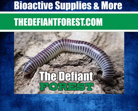 12 Count Purple Ivory Millipede, Chicobolus Spinigerus *** Shipping U.S ...