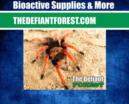 1" Mexican Fire Leg Tarantula, Brachypelma Boehmei by The Defiant ...