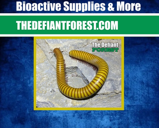 3 Count Texas Giant Gold Millipede, Orthroporus Ornatus by ...