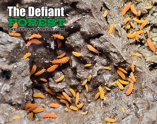 40 Count Neon Orange Springtails, Yuukianura Aphorurroides Isopod by ...
